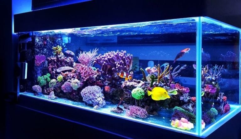 7 Things That Are About 2 Feet (ft) Long – dimensionofstuff.com