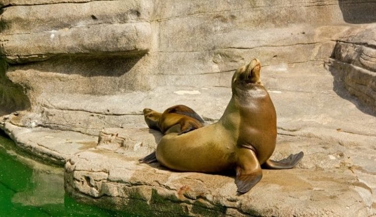 10 Things That Are About 8 Feet (ft) Long