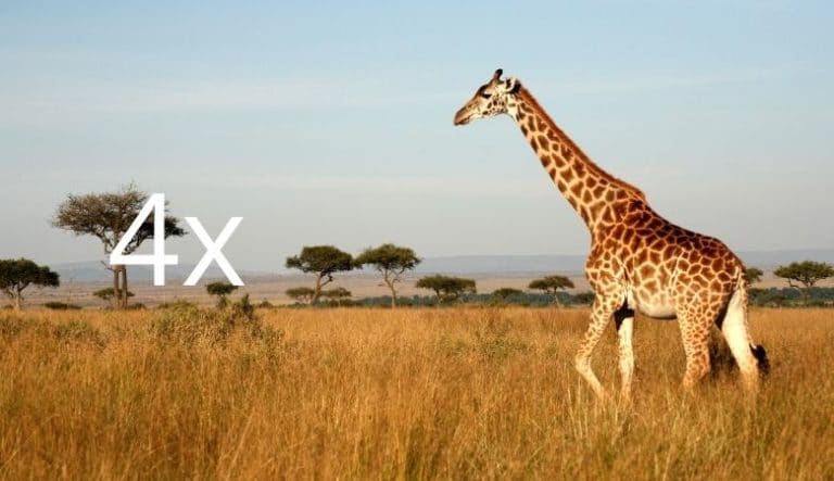 11 Things That Are About 80 Feet (ft) Long – dimensionofstuff.com