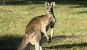 9 Things That Are About 7 Feet (ft) Long – dimensionofstuff.com