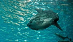 10 Things That Are About 8 Feet (ft) Long – dimensionofstuff.com