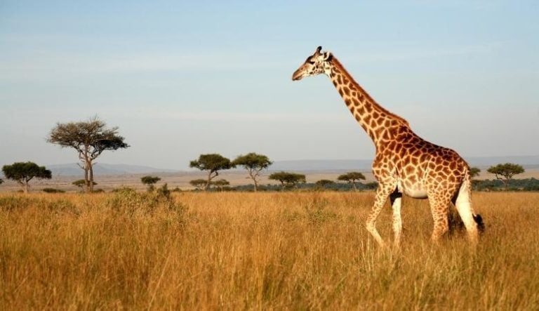 16 Things That Are About 5 Meters (m) Long