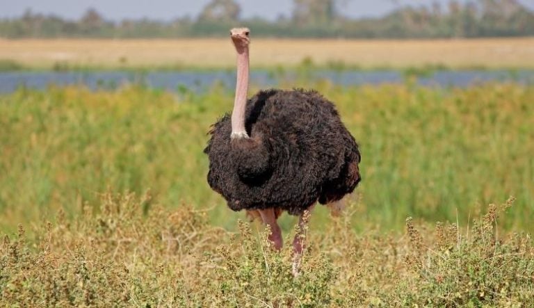 13 Things That Are About 9 Feet (ft) Long – dimensionofstuff.com