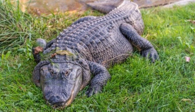 13 Things That Are About 9 Feet (ft) Long – dimensionofstuff.com