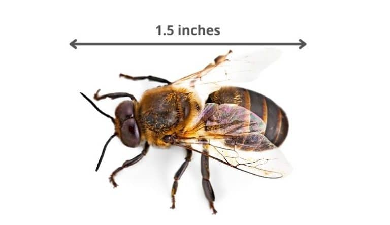 6 Things That Are About 1.5 Inches (in) Long – dimensionofstuff.com