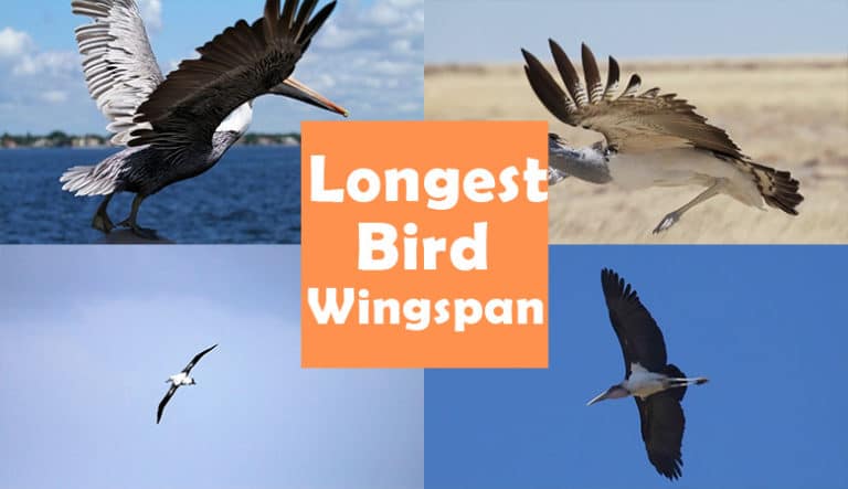 11 Birds With The Longest Wingspan