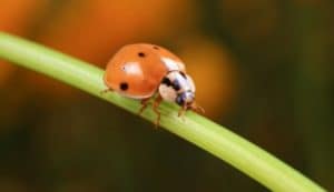 9 Things That Are About 1 Centimeter (cm) Long – dimensionofstuff.com