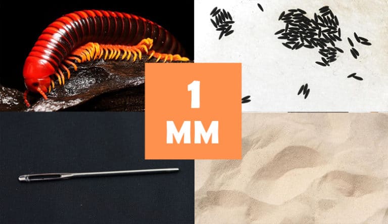 13 Things That Are About 1 Millimeter (mm) Long