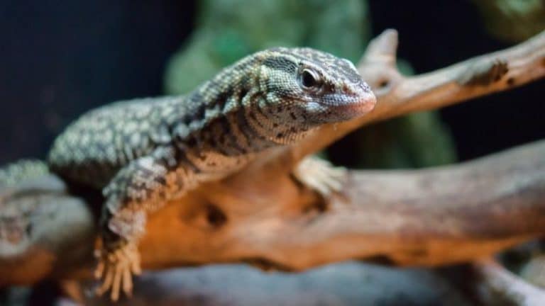 13 Animals That Are 1 Foot (ft.) Long/Tall