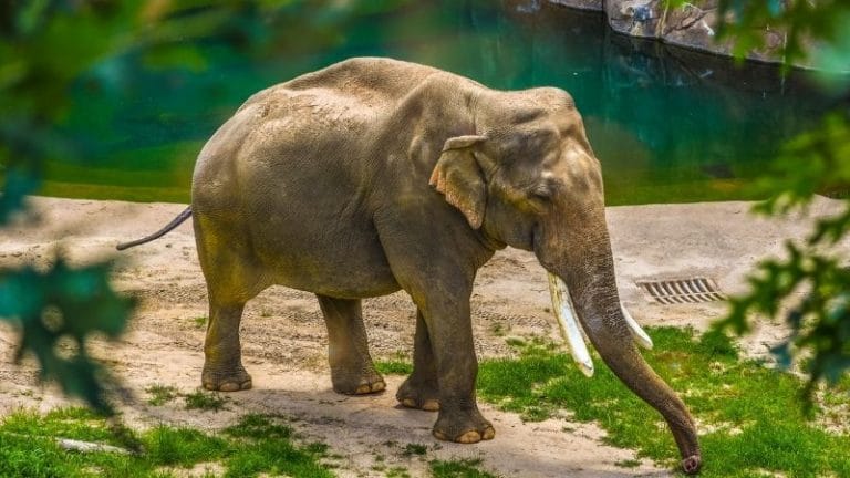 13 Animals That Are 10 Feet (ft.) Long or Tall