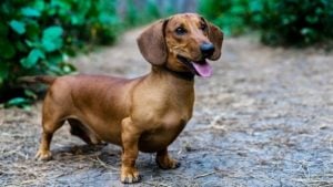 13 Animals That Are 1 Foot (ft.) Long/Tall