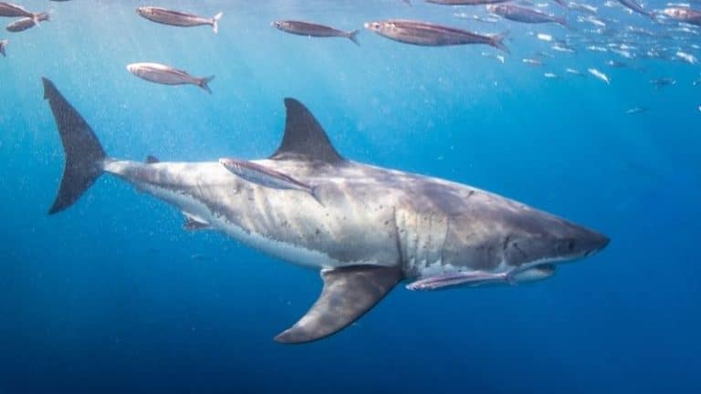 13 Animals That Are 10 Feet (ft.) Long or Tall