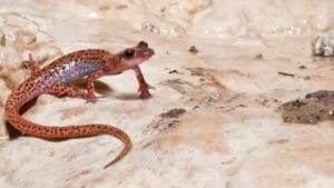 12 Animals That Are Long and Skinny – dimensionofstuff.com