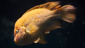 13 Animals That Are 1 Foot (ft.) Long/Tall – dimensionofstuff.com