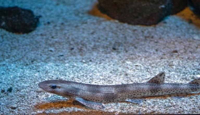 12 Animals That Are 1 Meter (m) Long/Tall – dimensionofstuff.com