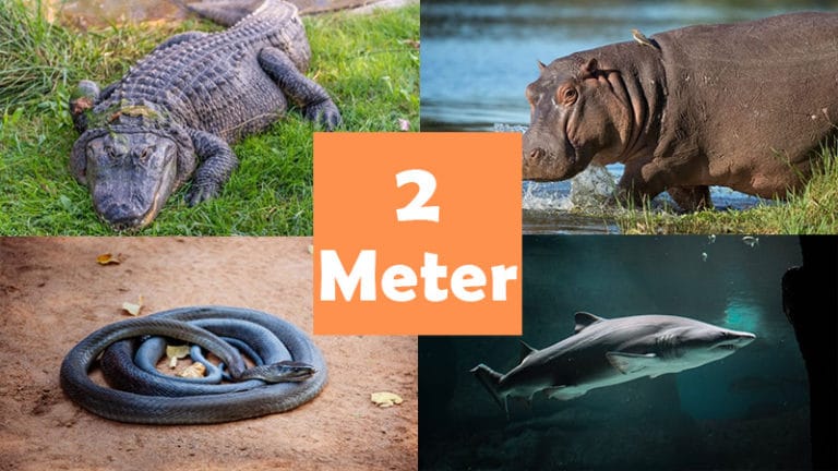 13 Animals That Are 2 Meters (m) Long or Tall
