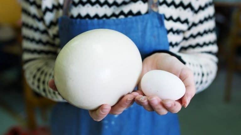 What Are The Dimensions of an Egg? – dimensionofstuff.com