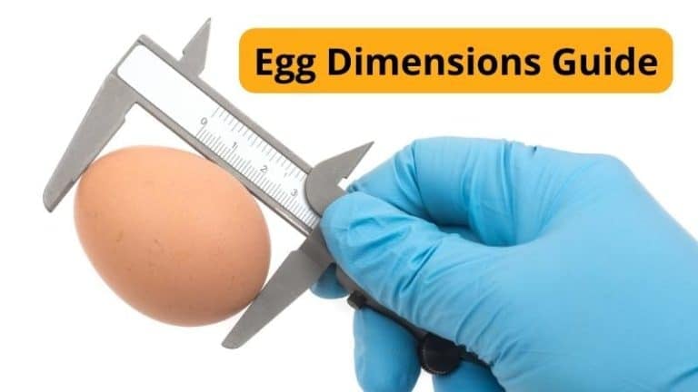 What Are The Dimensions of an Egg? – dimensionofstuff.com
